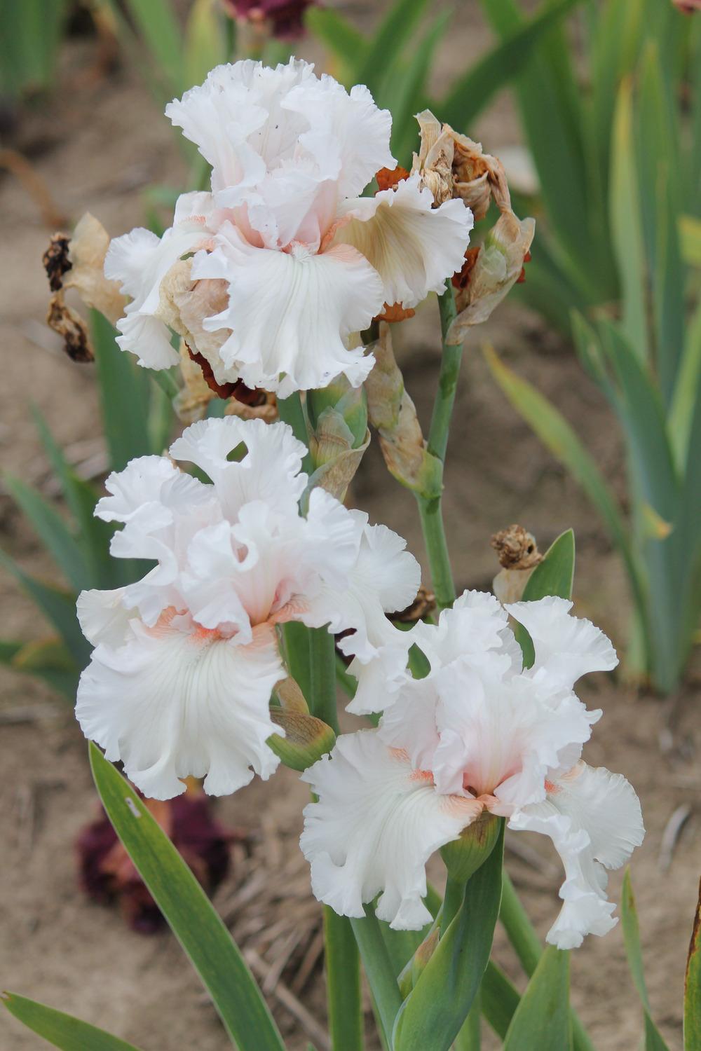 Photo of the bloom of Tall Bearded Iris (Iris 'Drifting Bubbles') posted by ARUBA1334 - Garden.org
