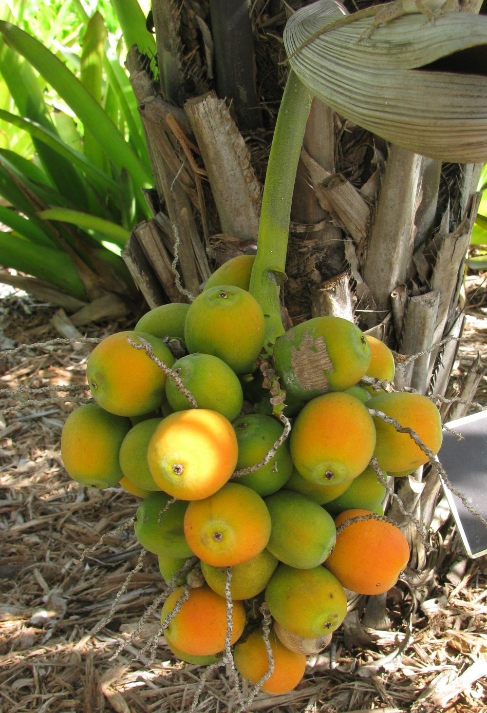 Photo of the fruit of Arikury Palm (Syagrus schizophylla) posted by ...