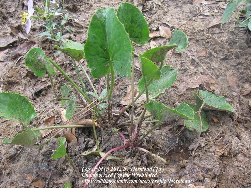 Erect centella (Centella erecta) - Garden.org