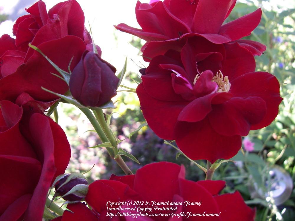 Photo of the bloom of Rose (Rosa 'Hope for Humanity') posted by ...