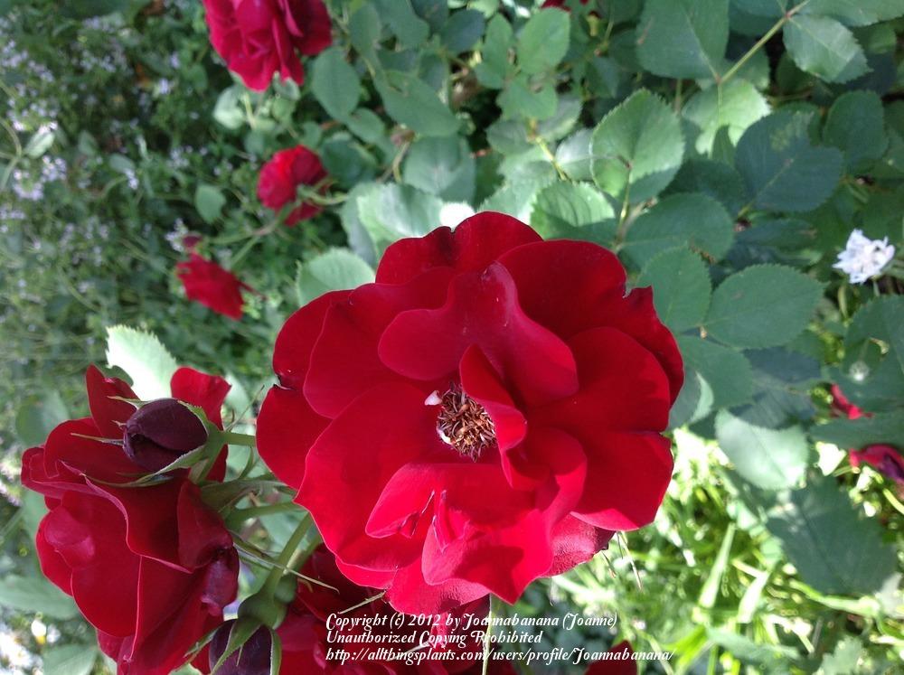 Photo of the bloom of Rose (Rosa 'Hope for Humanity') posted by ...