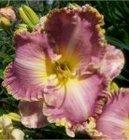 Photo of the bloom of Daylily (Hemerocallis 'Gary Bannerman') posted by ...