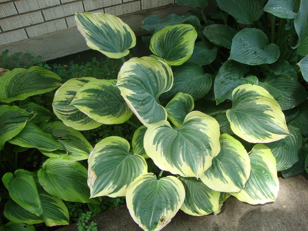 Photo of the entire plant of Hosta 'Liberty' posted by Paul2032 ...