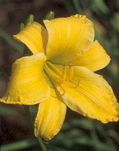 Daylily (Hemerocallis 'Beryl Harris') in the Daylilies Database ...