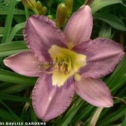 Photo of the bloom of Daylily (Hemerocallis 'Chinese Temple Flower ...
