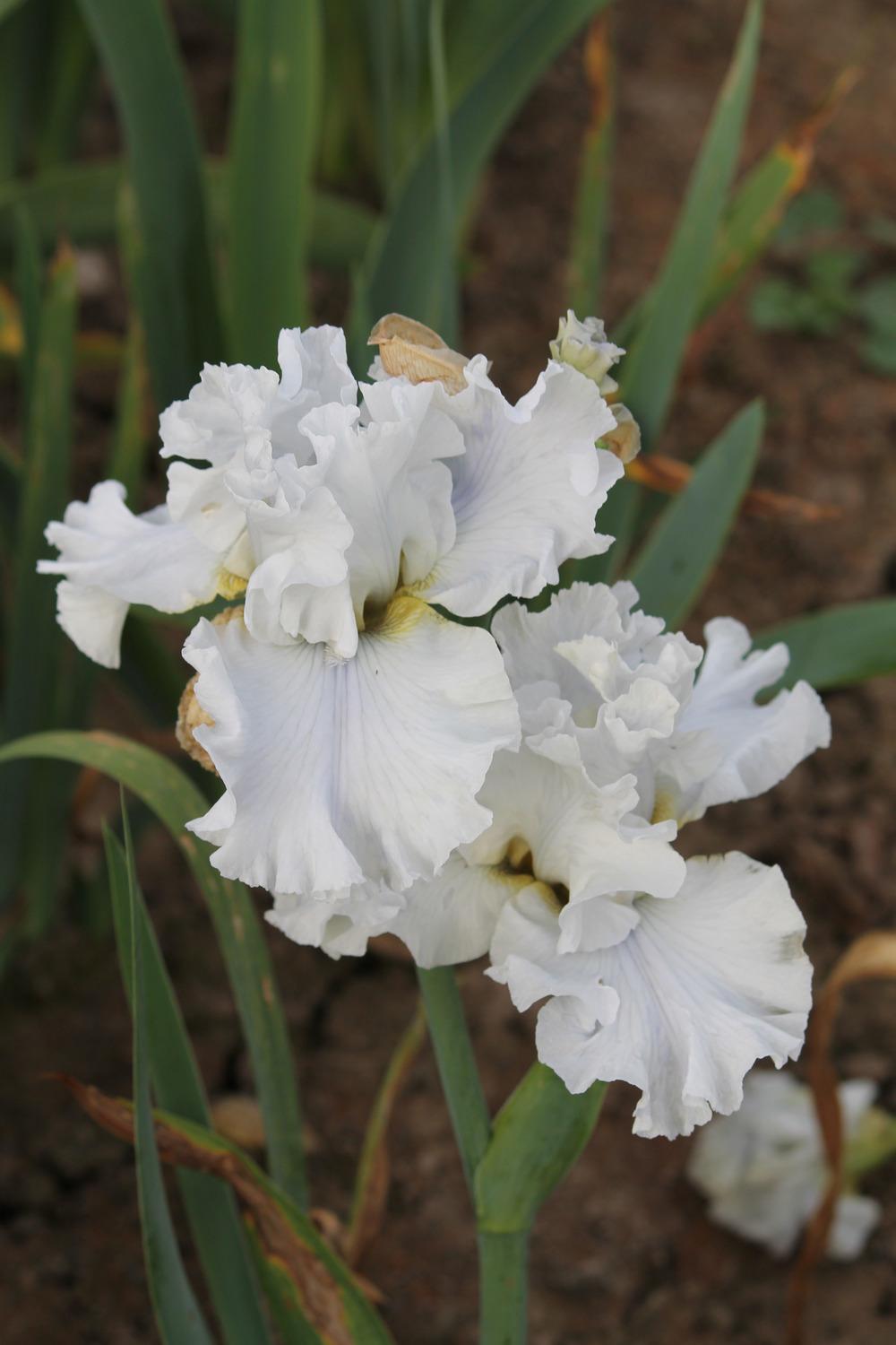 Photo of the bloom of Tall Bearded Iris (Iris 'Destined To Dance ...