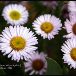 Photo of the entire plant of Erigeron glaucus 'Wayne Roderick' posted ...