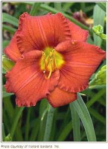 Photo of the bloom of Daylily (Hemerocallis 'Red Razzmatazz') posted by ...