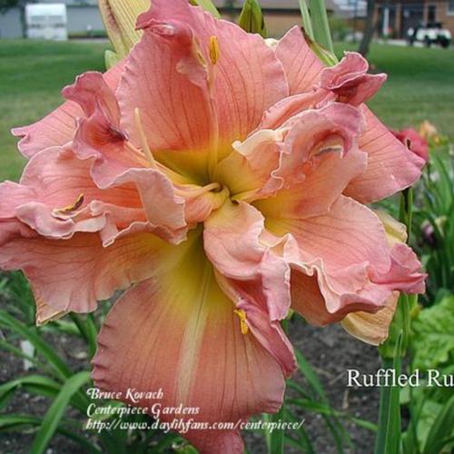Daylily (Hemerocallis 'Ruffled Ruckus') in the Daylilies Database - Garden.org