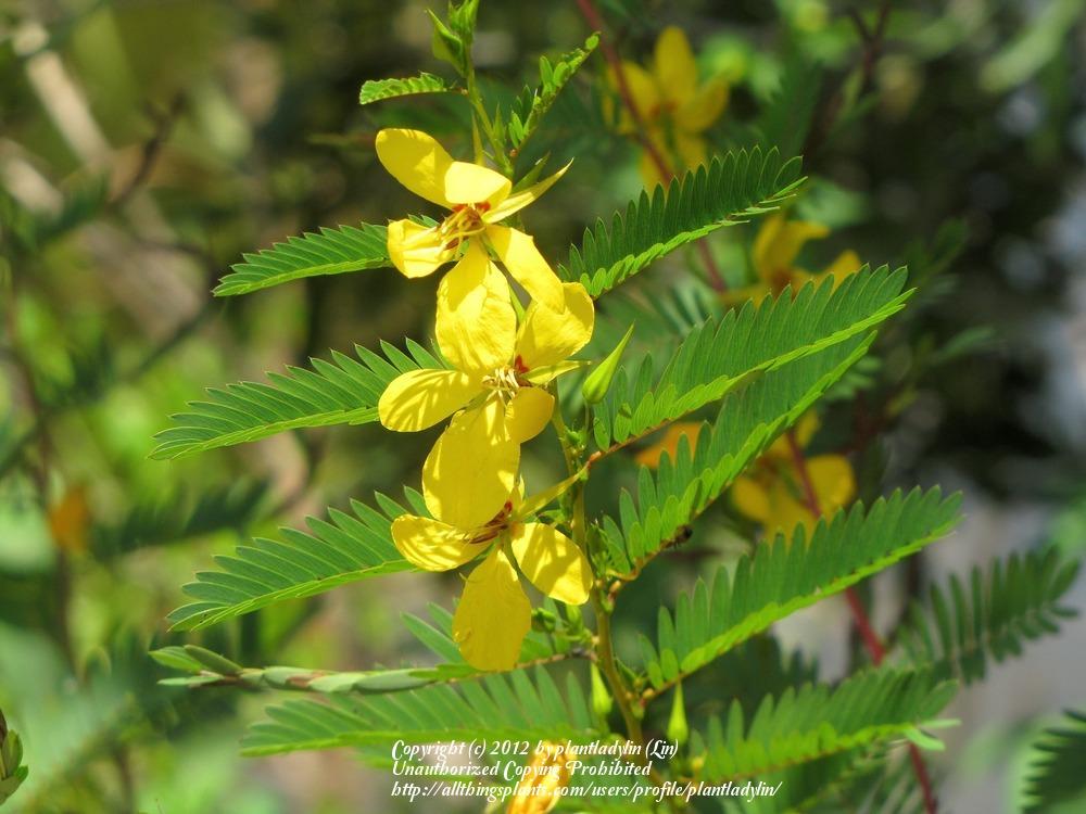 Photo of the bloom of Partridge Pea (Chamaecrista fasciculata) posted ...