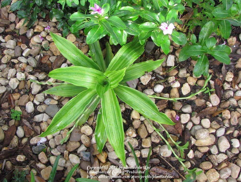 Photo of the entire plant of Basket Plant (Callisia fragrans) posted by ...