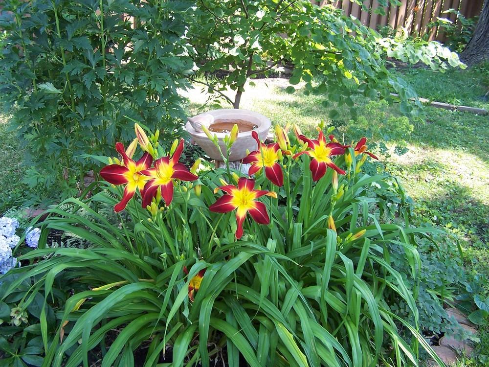 Photo of the entire plant of Daylily (Hemerocallis 'Ruby Spider ...