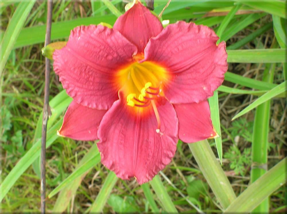 Photo of the bloom of Daylily (Hemerocallis 'Cranberry Baby') posted by ...