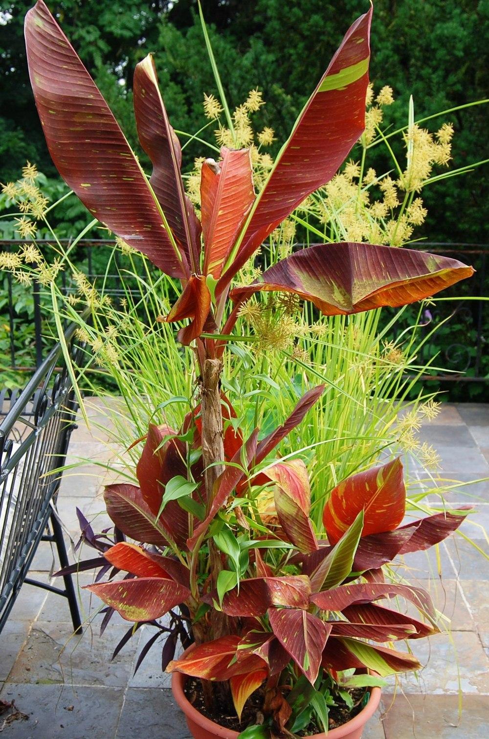 Photo of the entire plant of Banana (Musa 'Siam Ruby') posted by Cinta ...