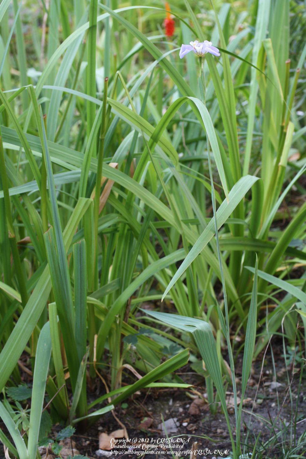 Photo of the entire plant of Goblet Flower (Phalocallis coelestis ...