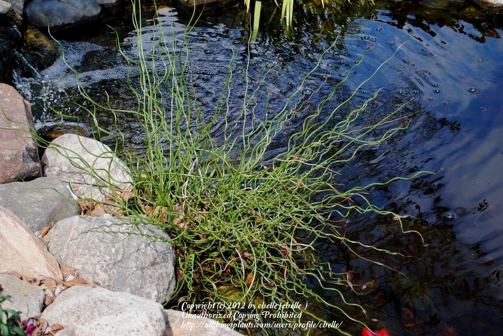 Photo of the entire plant of Corkscrew Rush (Juncus decipiens subsp ...