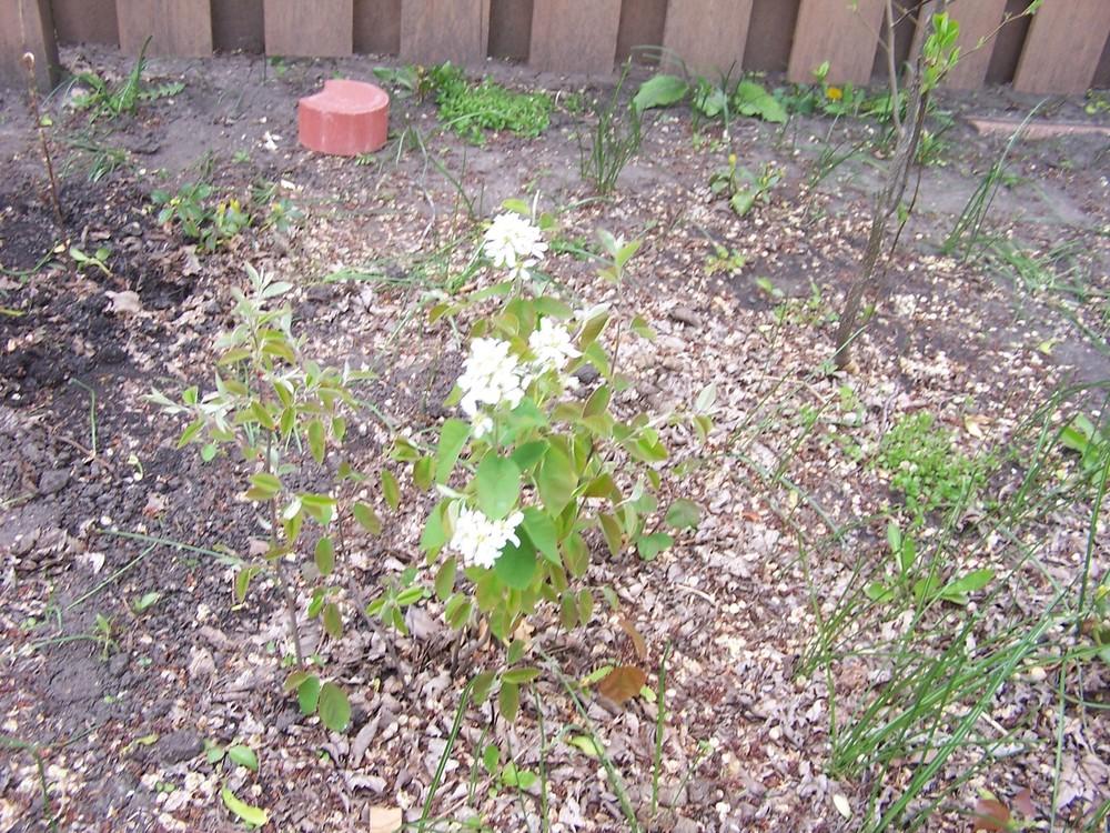Photo of the entire plant of Running Serviceberry (Amelanchier ...