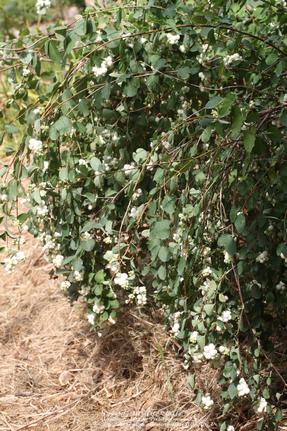 Photo of the entire plant of Smooth Snowberry (Symphoricarpos albus var ...