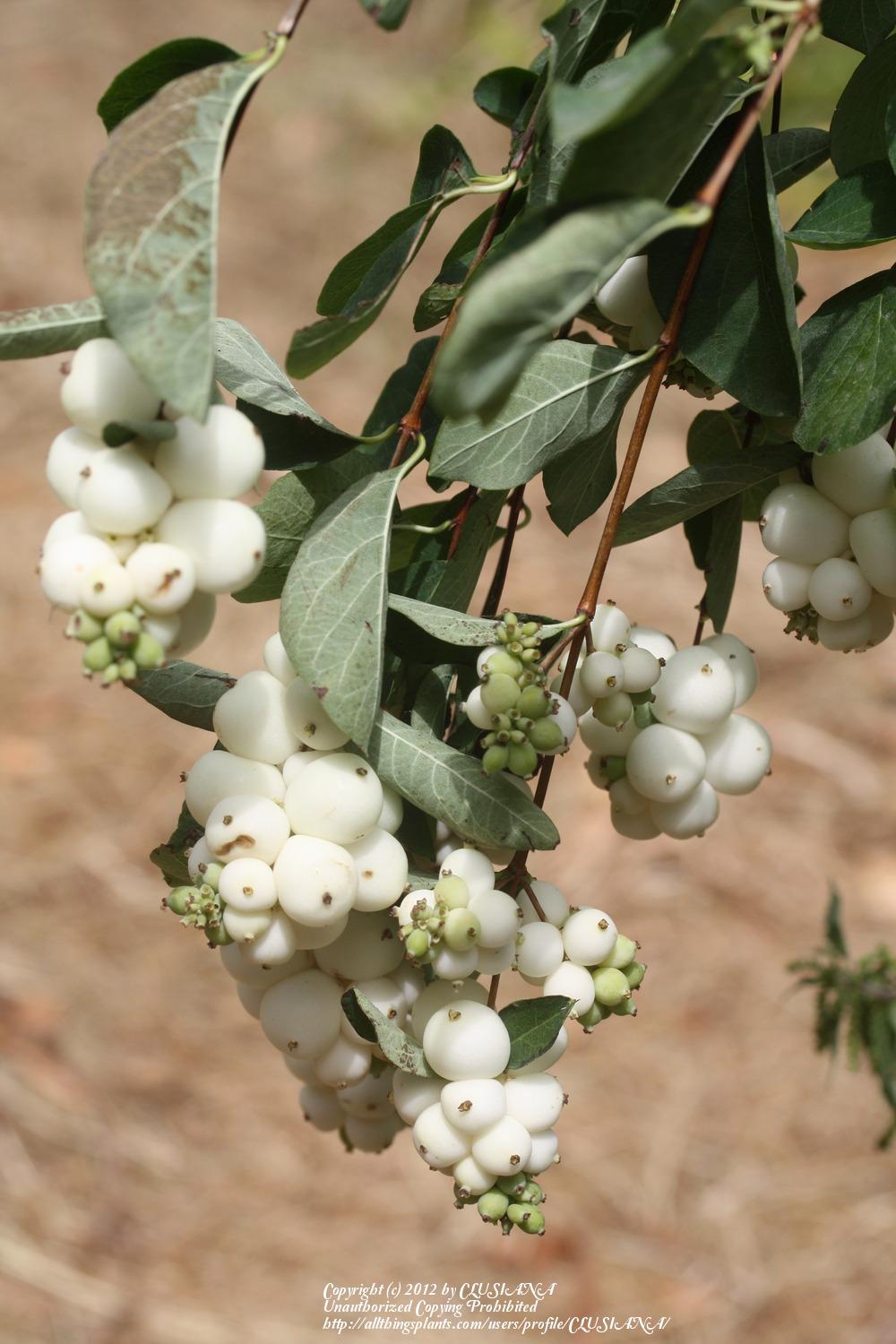 Photo of the fruit of Smooth Snowberry (Symphoricarpos albus var ...
