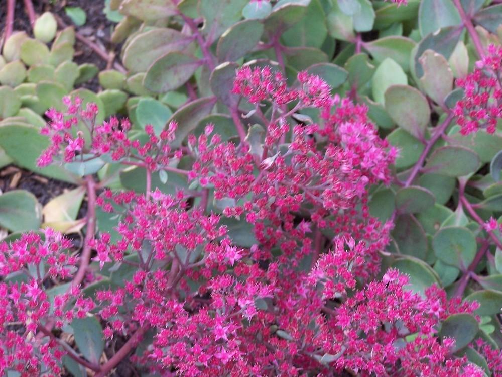 Photo of the bloom of Sedum (Hylotelephium 'Rosy Glow') posted by ...