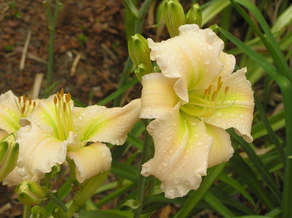 Photo of the bloom of Daylily (Hemerocallis 'Nancy Britz') posted by ...