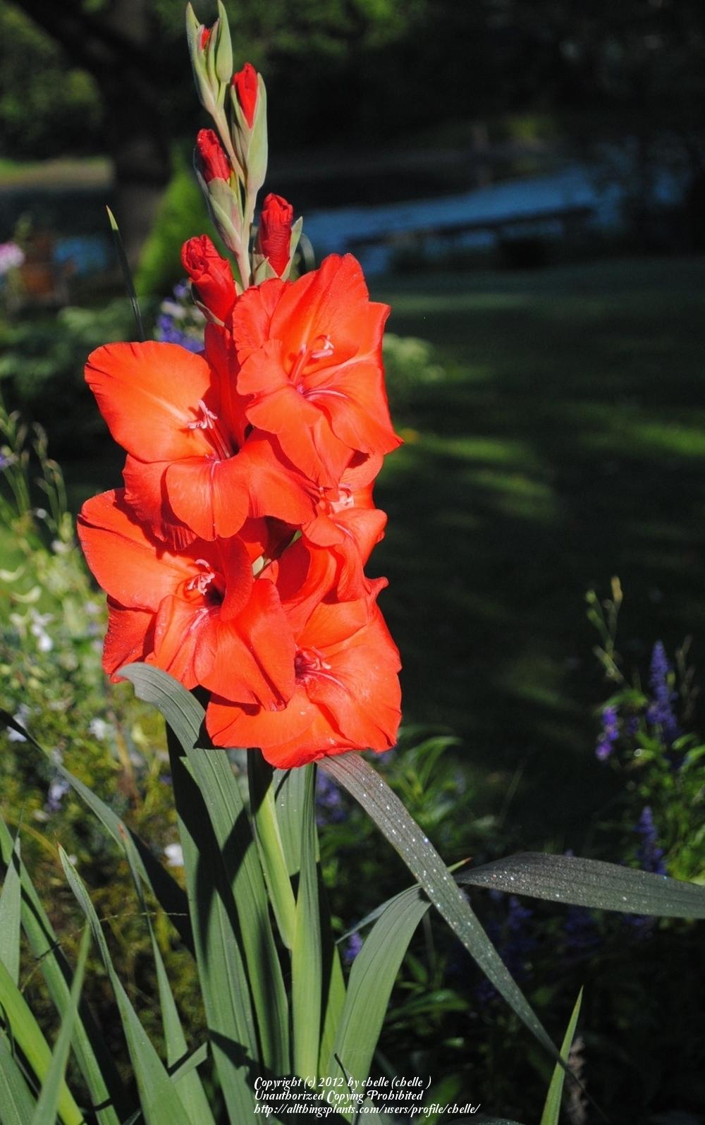 Photo of the bloom of Gladiola (Gladiolus 'Advance') posted by chelle ...
