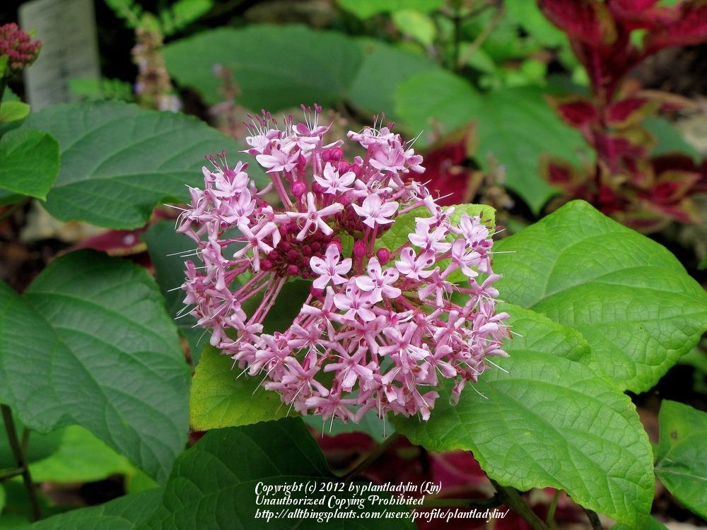 Photo of the bloom of Cashmere Bouquet (Clerodendrum bungei) posted by ...