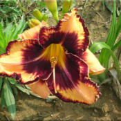 Daylily (Hemerocallis 'Gavin Petit') in the Daylilies Database - Garden.org
