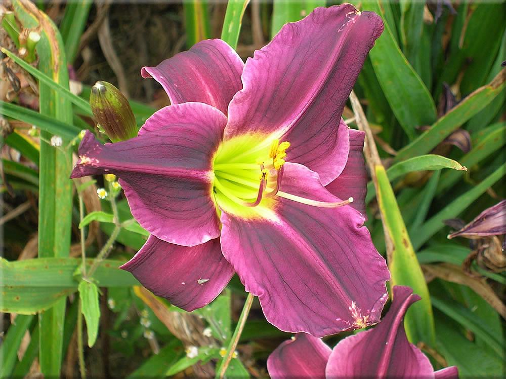 Photo of the bloom of Daylily (Hemerocallis 'Grape Velvet') posted by ...