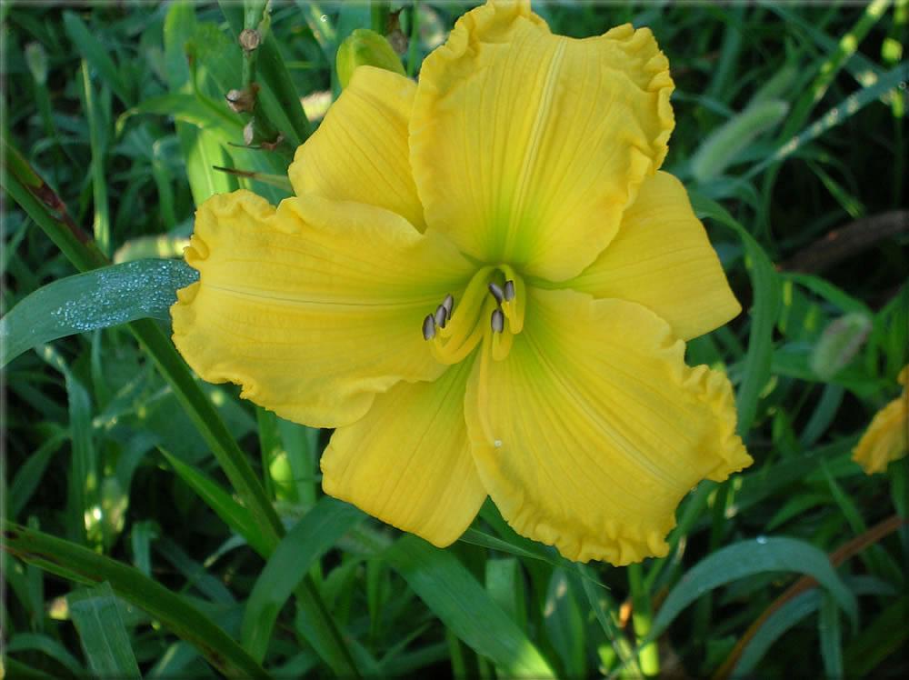 Photo of the bloom of Daylily (Hemerocallis 'Jen Melon') posted by vic ...