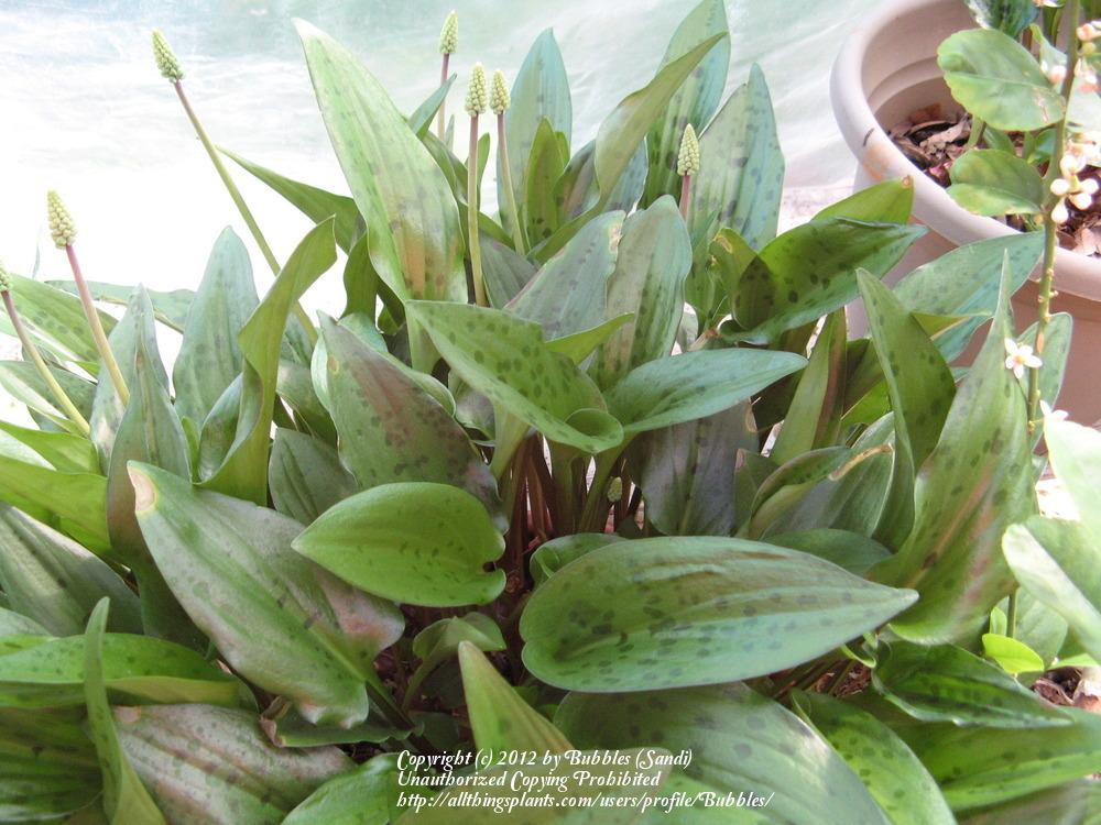 Photo of the bloom of African Hosta (Drimiopsis maculata) posted by ...