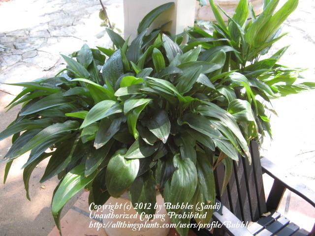 Photo of the entire plant of African Hosta (Drimiopsis maculata) posted ...