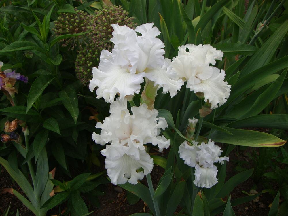 Any suggestions for a ruffled all white iris? in the Irises forum ...