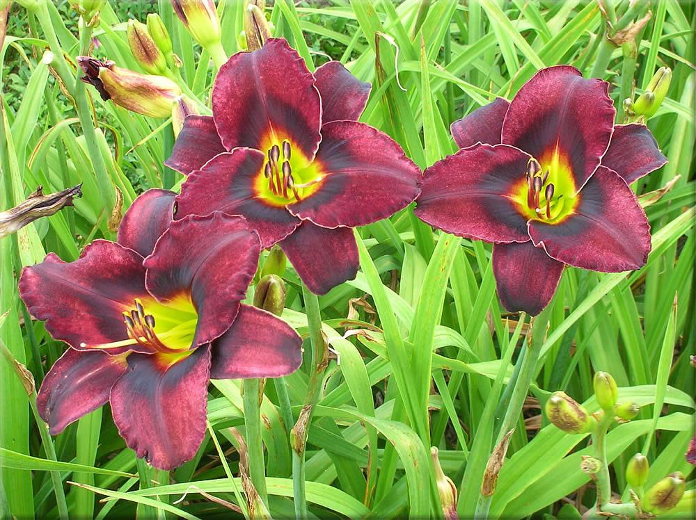 Photo of the bloom of Daylily (Hemerocallis 'Midnight Magic') posted by vic - Garden.org