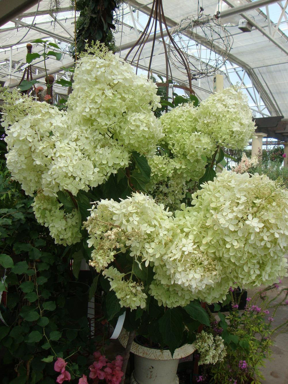 Photo of the entire plant of Panicle Hydrangea (Hydrangea paniculata ...
