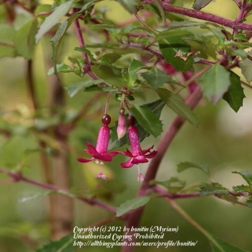 Small Leaf Fuchsia (Fuchsia microphylla) in the Fuchsias Database ...