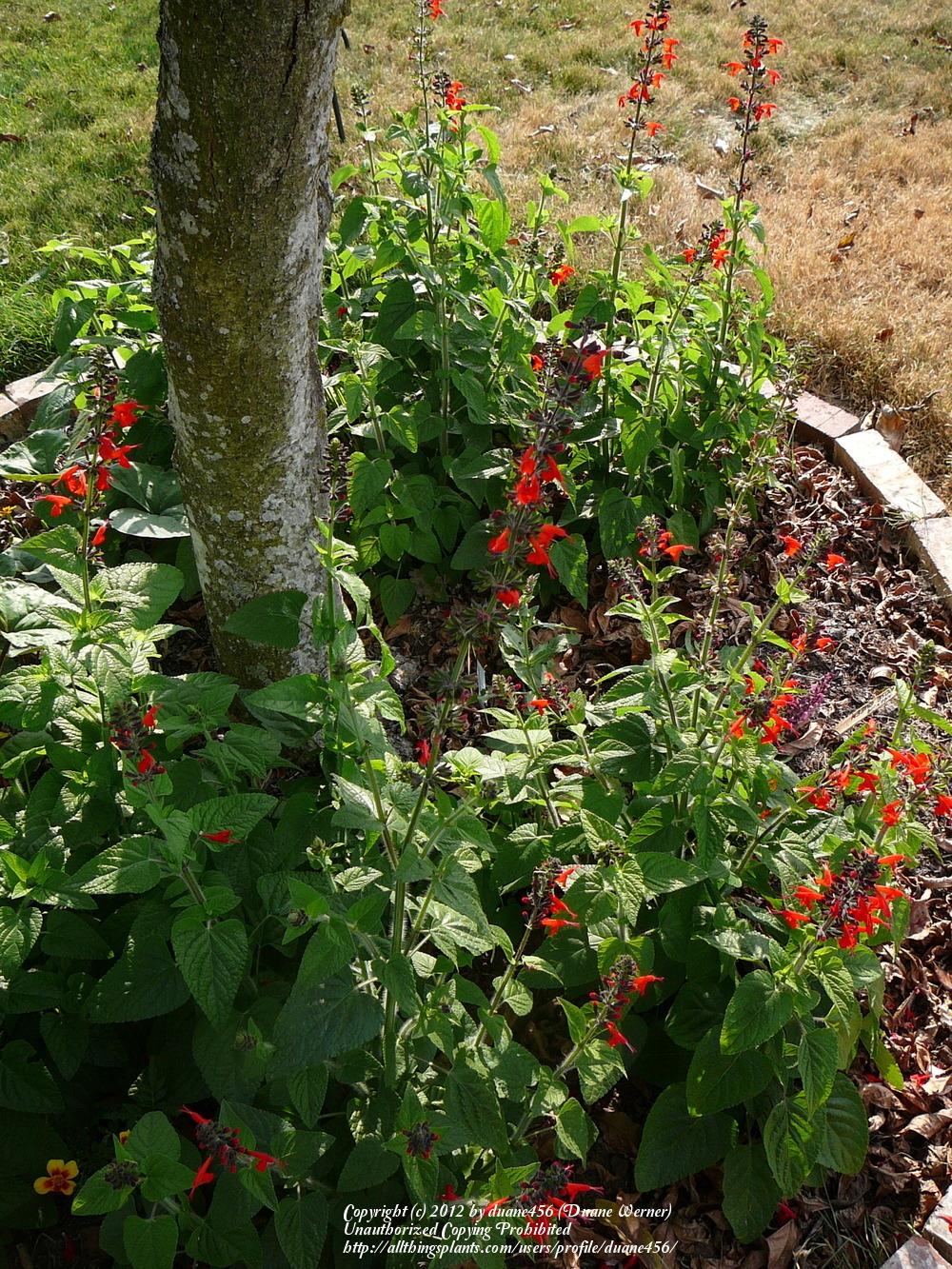 Photo of the entire plant of Scarlet Sage (Salvia coccinea 'Lady in Red ...