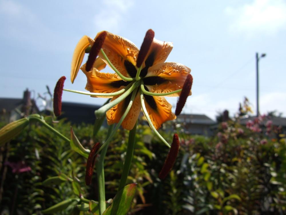 Photo of the bloom of Rosthorn's Lily (Lilium rosthornii) posted by ...