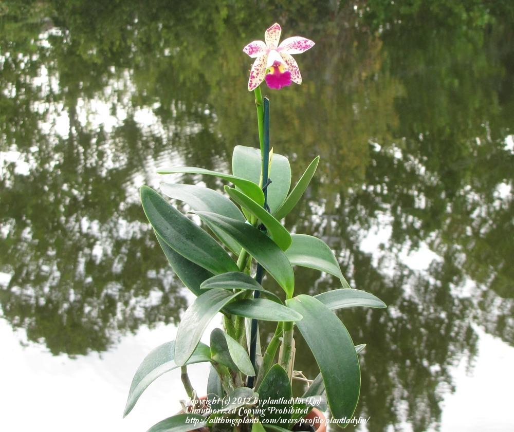 Photo of the entire plant of Orchid (Cattleya Tropical Pointer 'Cheetah') posted by plantladylin ...