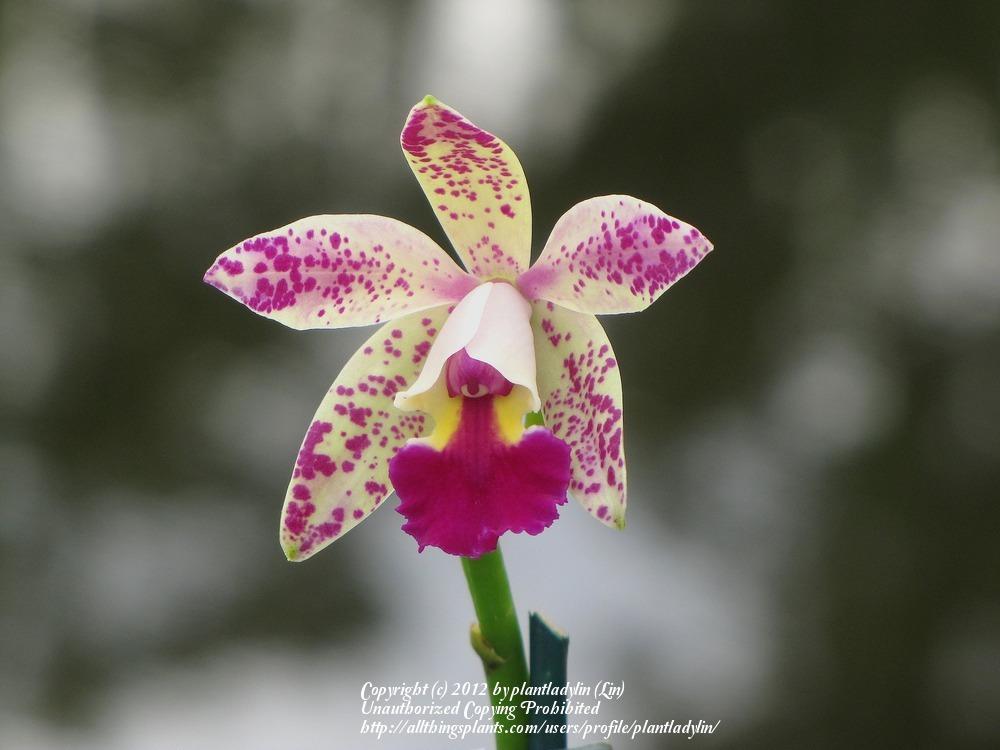 Photo of the bloom of Orchid (Cattleya Tropical Pointer 'Cheetah ...