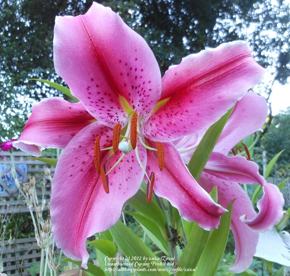 Lily (Lilium 'Colorado') in the Lilies Database - Garden.org