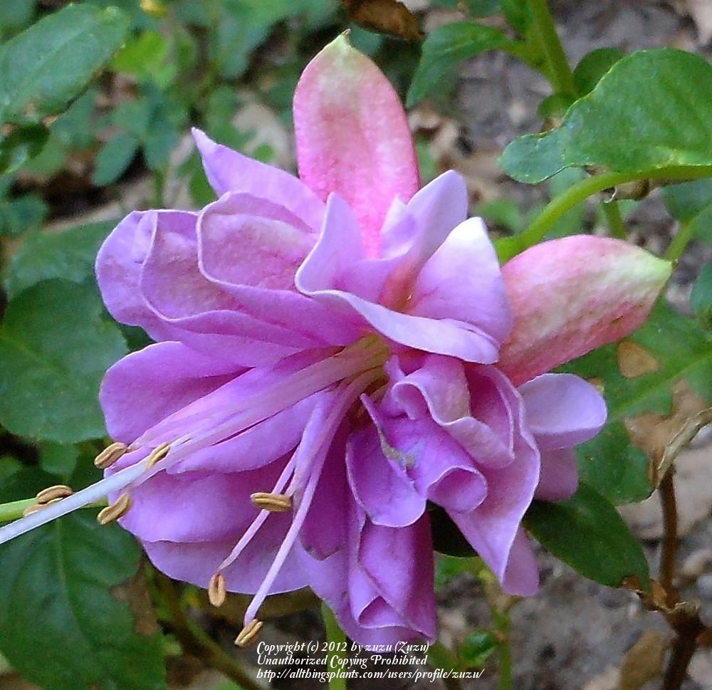 Fuchsia 'Cecile' in the Fuchsias Database - Garden.org