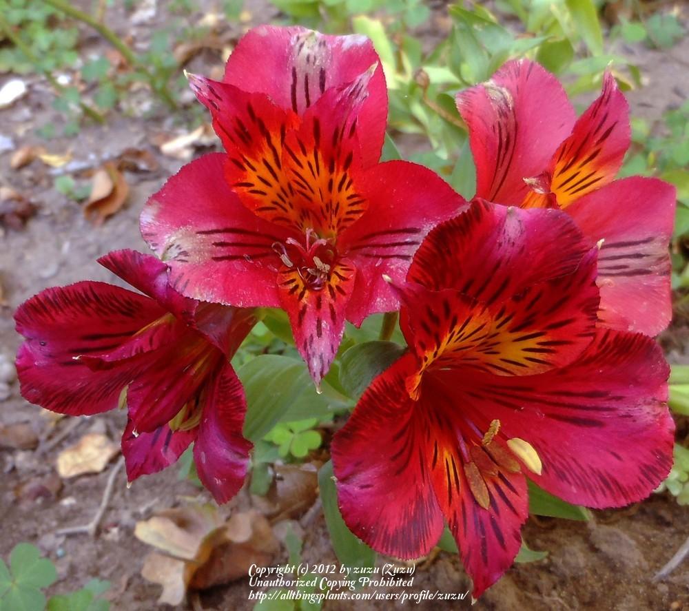 Photo of the bloom of Parrot Lily (Alstroemeria Princess Lilies® Oxana ...