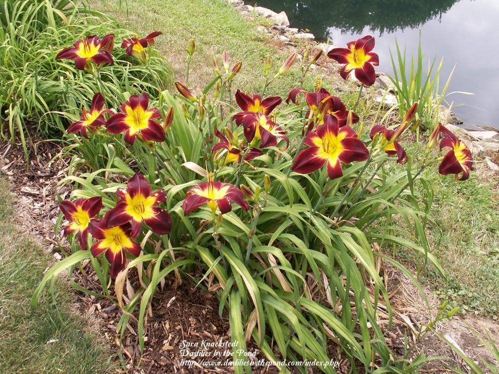 Photo of the entire plant of Daylily (Hemerocallis 'Persian Ruby ...