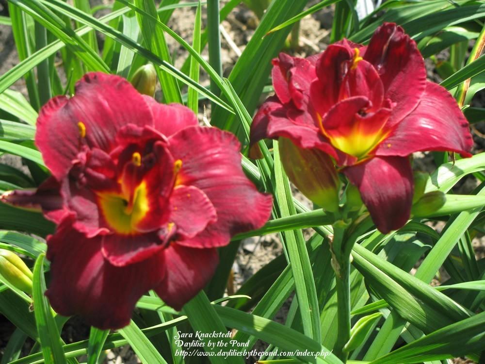 Photo of the bloom of Daylily (Hemerocallis 'Ruby Knight') posted by ...