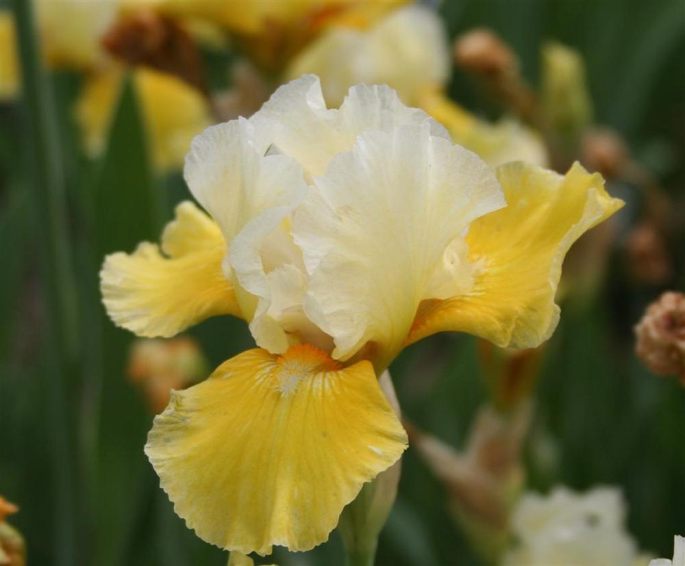 Intermediate Bearded Iris (Iris 'Up to Snuff') in the Irises Database ...