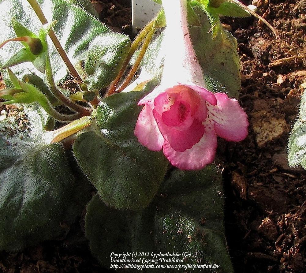 Miniature Sinningia (Sinningia 'Lisa') - Garden.org
