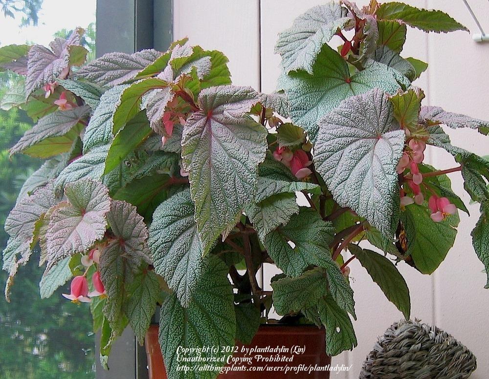 Begonia 'Frosty' in the Begonias Database - Garden.org