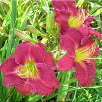 Photo of the bloom of Daylily (Hemerocallis 'Raspberry Bouquet') posted ...