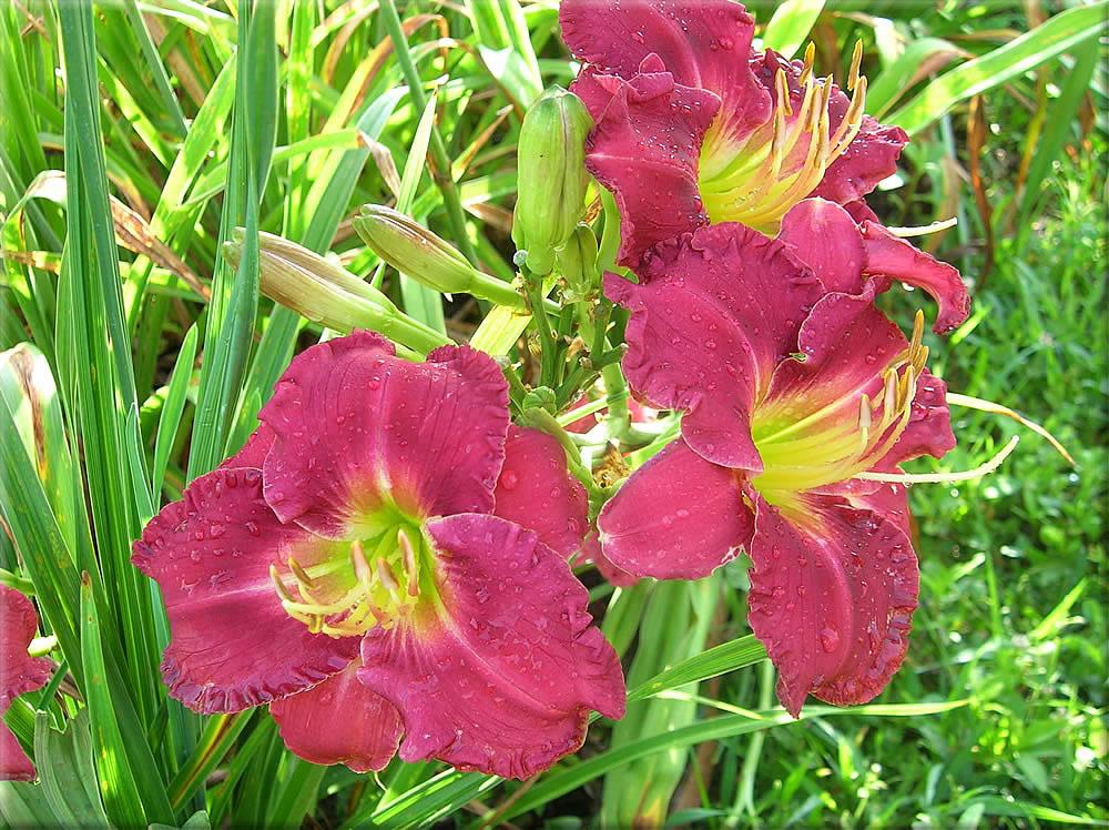 Photo of the bloom of Daylily (Hemerocallis 'Raspberry Bouquet') posted ...